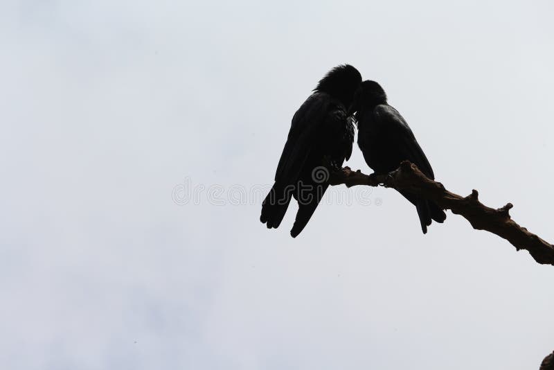 Crows in tree stock image. Image of birds, crows, wing - 1073271
