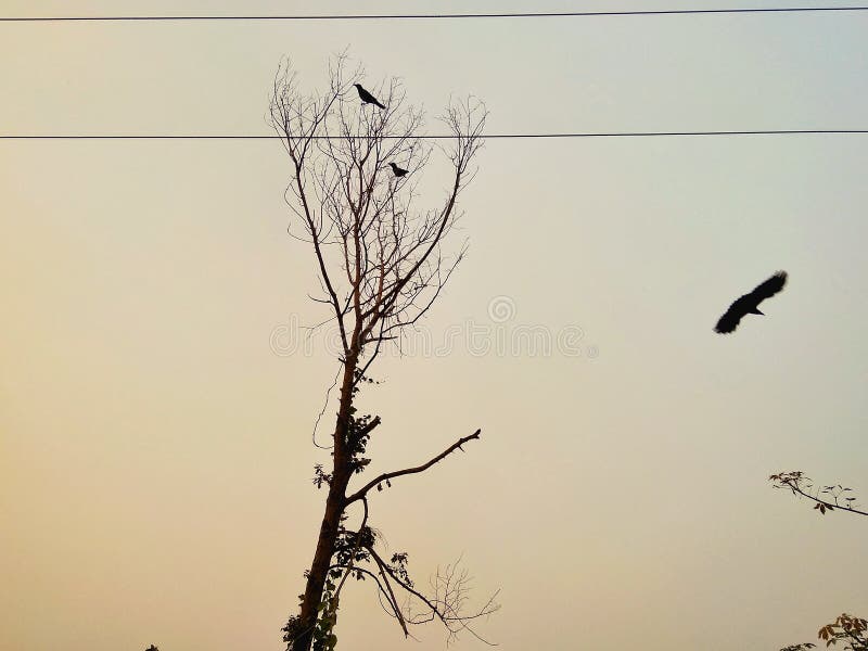 Crows in tree stock image. Image of birds, crows, wing - 1073271