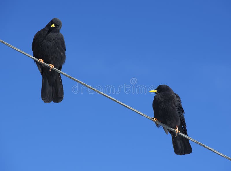 Two Crows on a Wire on the Jungfraujoch Stock Photo - Image of animal ...