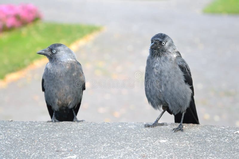 Two crows. stock photo. Image of portrait, fauna, avian - 58995482