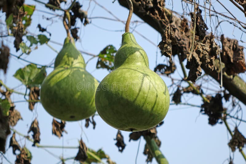 Two Cucurbits stock photo. Image of beautiful, food, fall - 35565528