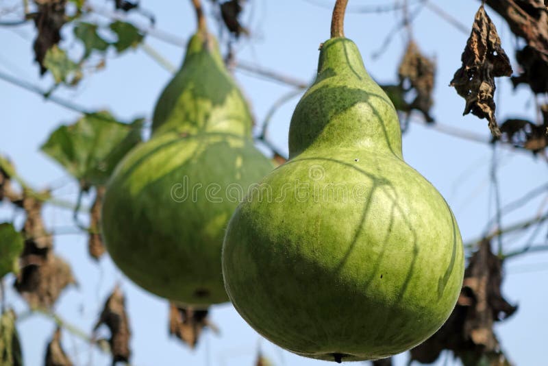 Two Cucurbits stock image. Image of field, environment - 35565587