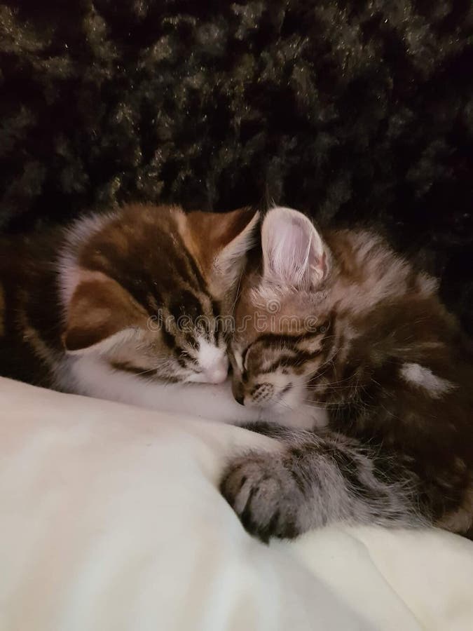Two cuddling cats stock image. Image of skin, adorable - 232358013