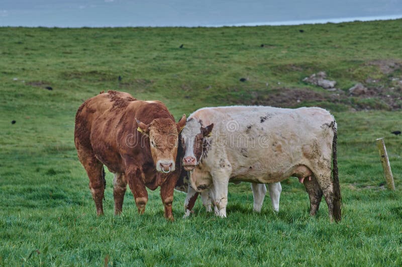 Two Cuddling Cows at the Cliffs of Moher, Ireland. Portrait of Two Cows ...