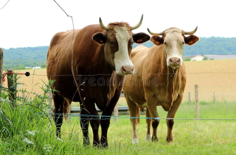 Two cows in a meadow stock photo. Image of horns, cows - 322196038