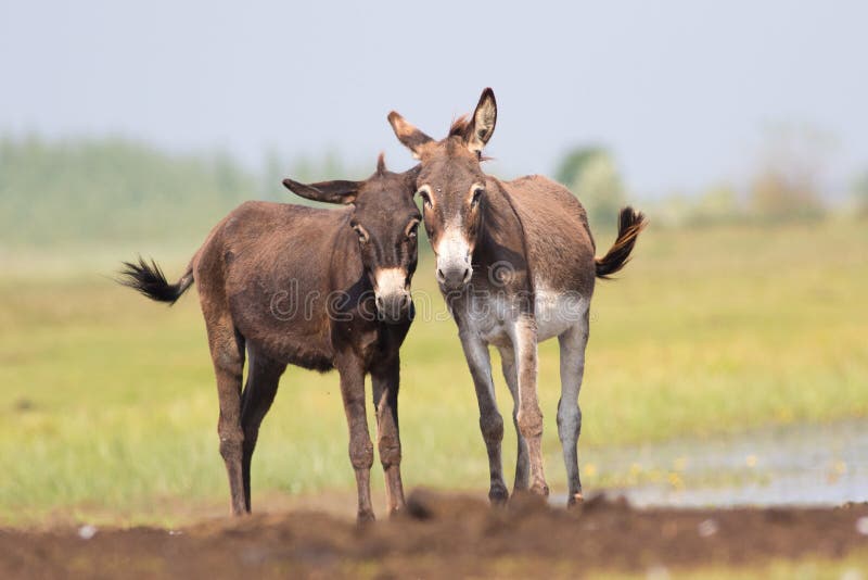 Two curious donkeys stock photo. Image of agriculture - 85340892