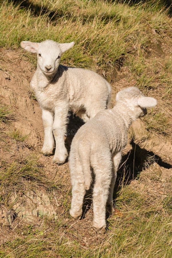 Little Lambs Resting on Grass Stock Photo - Image of little, animal ...