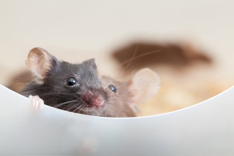 Two curious mouses stock image. Image of tail, muzzle - 42888339