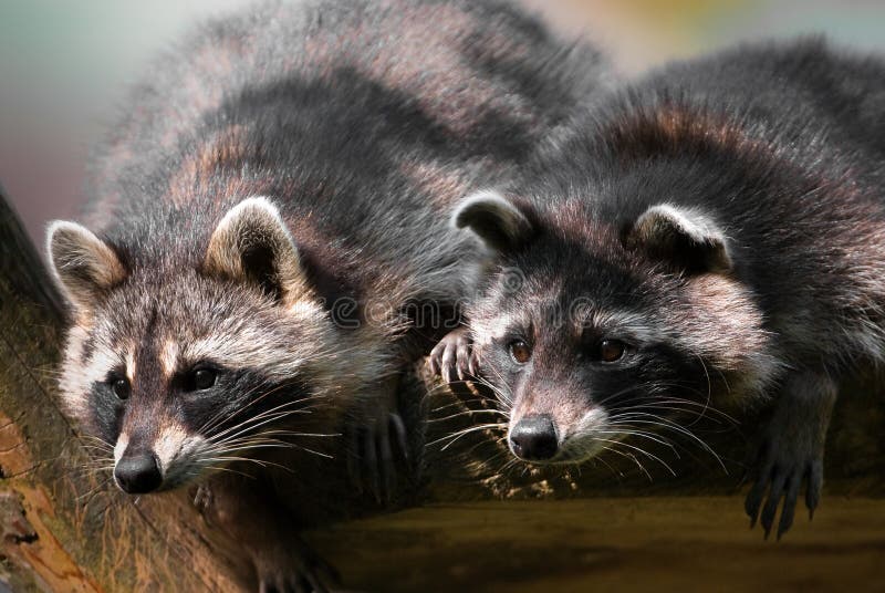 Two curious racoons stock image. Image of together, couple - 10989667
