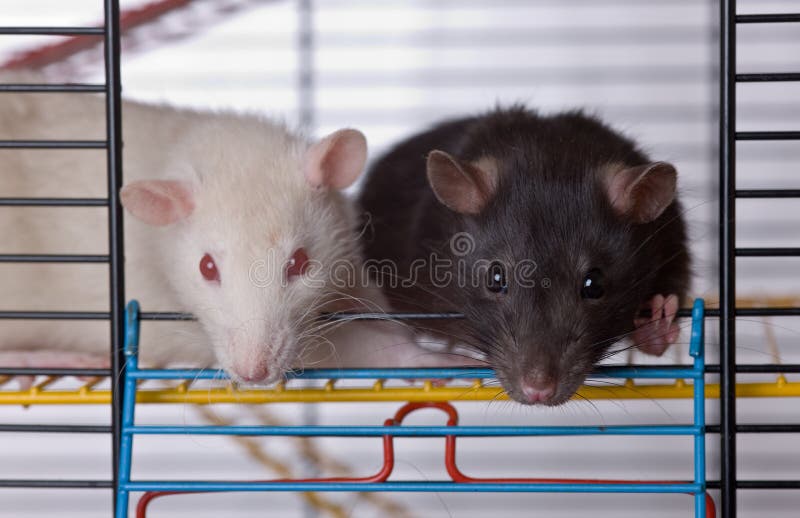Two little rats stock photo. Image of pest, white, garden - 18505528