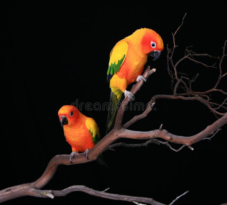 Two Curious Sun Conures on a Branch Stock Image - Image of crest ...