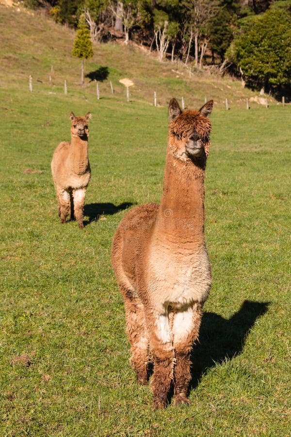 Two Curious Suri Alpacas Standing in Paddock Stock Photo - Image of ...