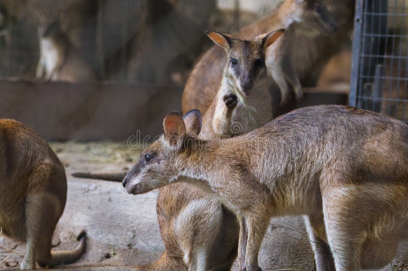 Two Curious Wallabies Standing in a Natural Habitat Setting Stock Photo ...