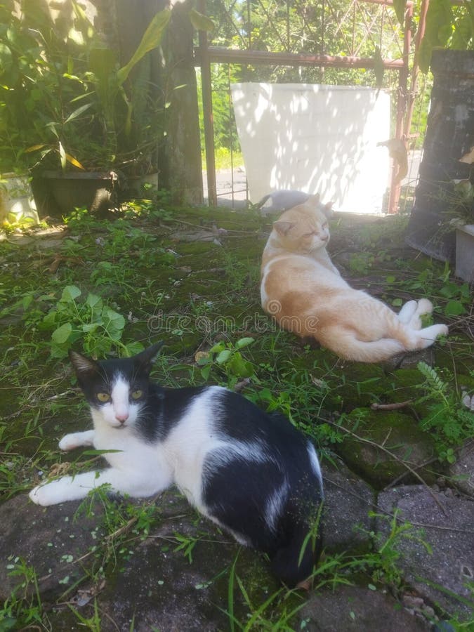 Two Cute and Adorable Cats Playing in the Shade in the Yard Stock Photo ...