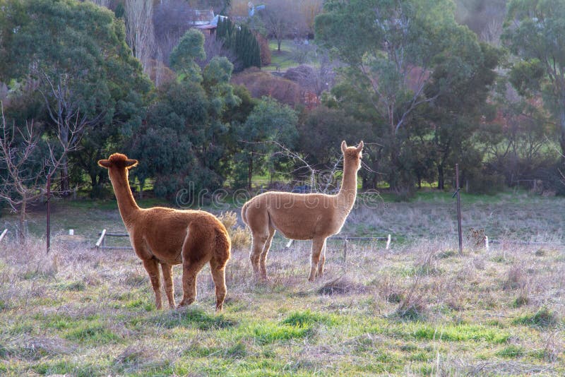 Two Cute Alpacas in the Park, Back Side View Stock Photo - Image of ...
