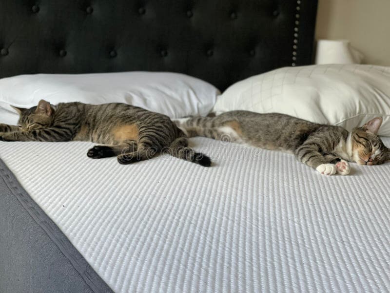 The Two Cute Animals at Home Stock Photo - Image of mammal, cute: 233107330