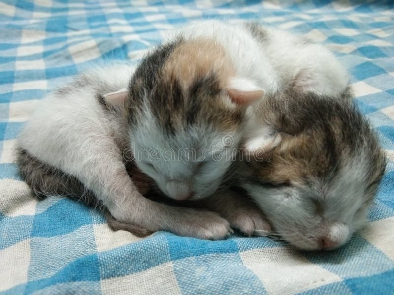Two Cute Baby Cats Sleeping Stock Photo - Image of born, pedigree ...