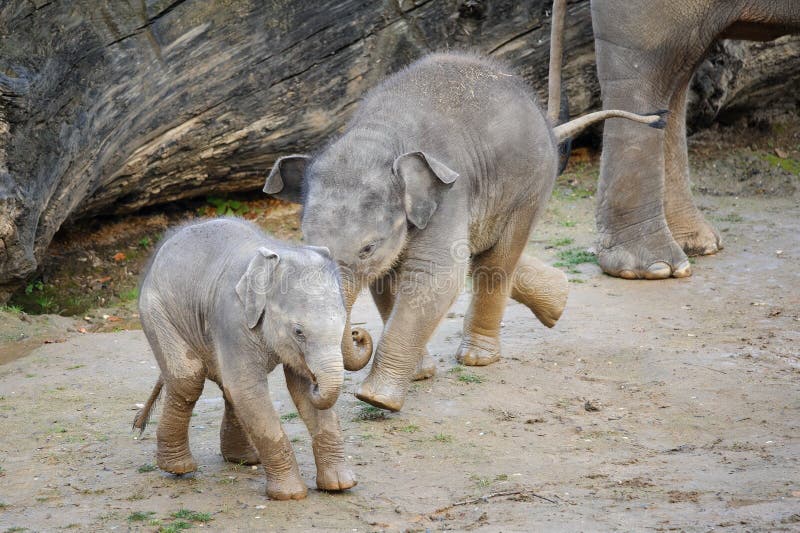 Two Cute Baby Elephants in Fun Game Stock Photo - Image of asia ...