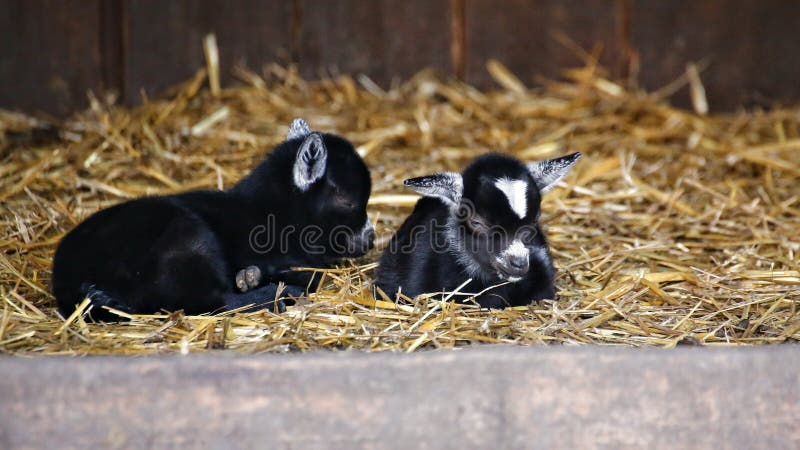 Two Cute Baby Goats (Capra Hircus) Resting in Straw Stock Image - Image ...