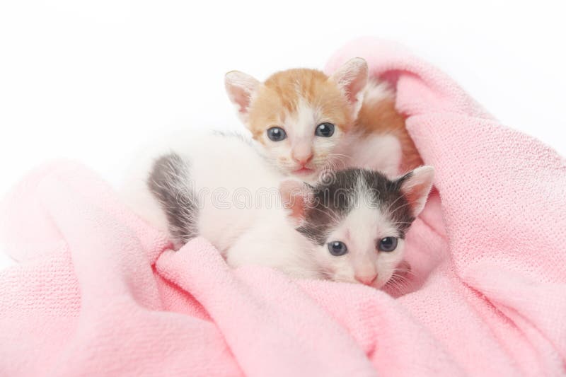 Two Cute Baby Kittens Posing in Basket Full of Green Leaves Stock Photo ...