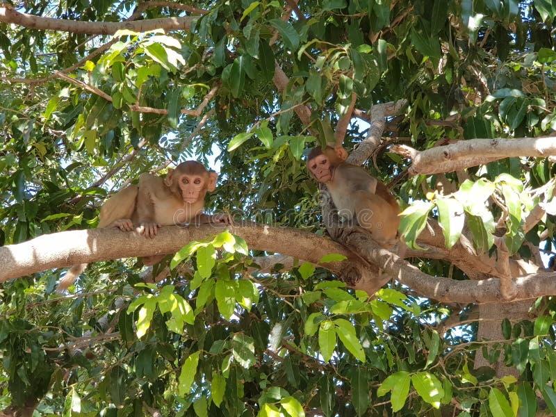 Two Cute baby monkey stock photo. Image of mammal, wildlife - 209450102
