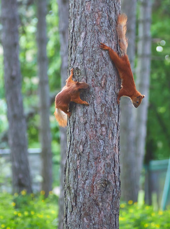 Two Baby Squirrels Standing on a Tree Stock Image - Image of moustaches ...