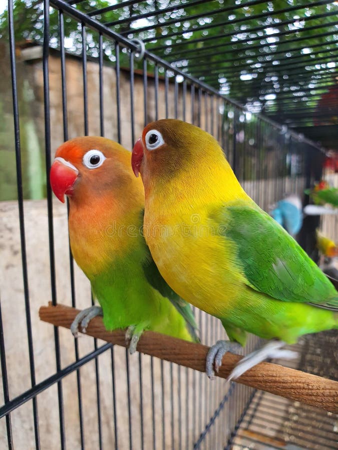 Two Cute Birds are Beautiful Stock Image - Image of pets, birds: 168768377