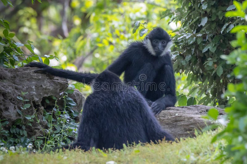 Cute Black Monkeys in a Tropical Forest Stock Photo - Image of portrait ...