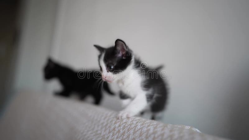 Two Cute Black and White Kittens Climb on the Back of the Sofa, Playing ...