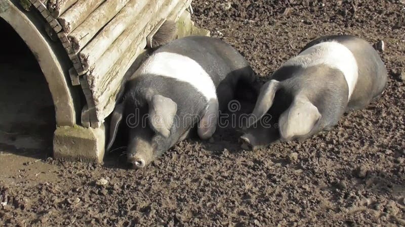 Two Cute Black and White Pigs Sleeping in Mud in the Sun Devon 2024 ...
