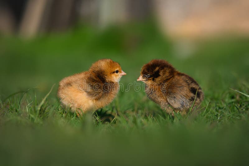 Two Cute Baby Rabbits Sitting Together Stock Image - Image of little ...