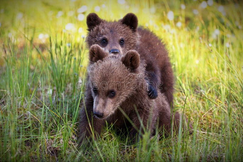 Two Cute Brown Bear Babies Playing in a Green Field in a Forest Stock ...