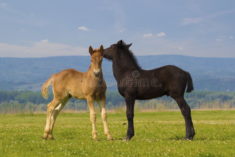 490 Foal Playing Two Stock Photos - Free & Royalty-Free Stock Photos ...