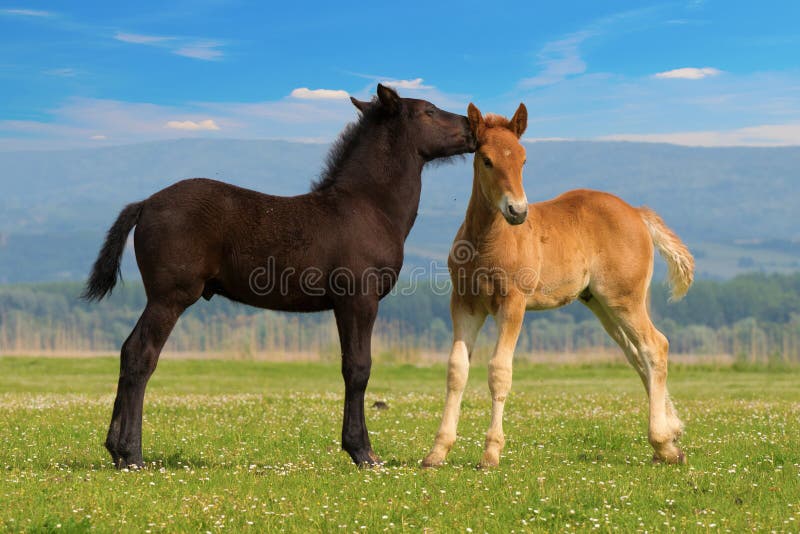 Two Cute Brown and Black Foal is Playing Stock Image - Image of farm ...