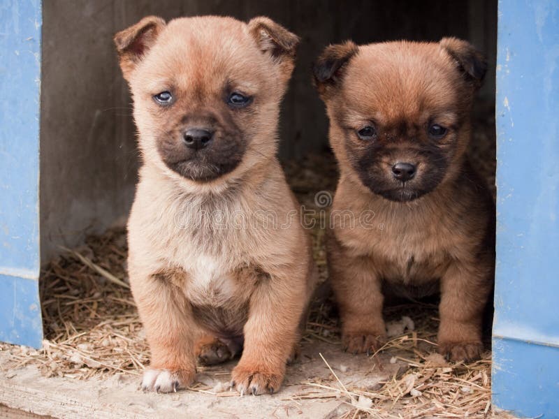 Two Cute Brown Puppies Looking Out from a Barn Stock Image - Image of ...