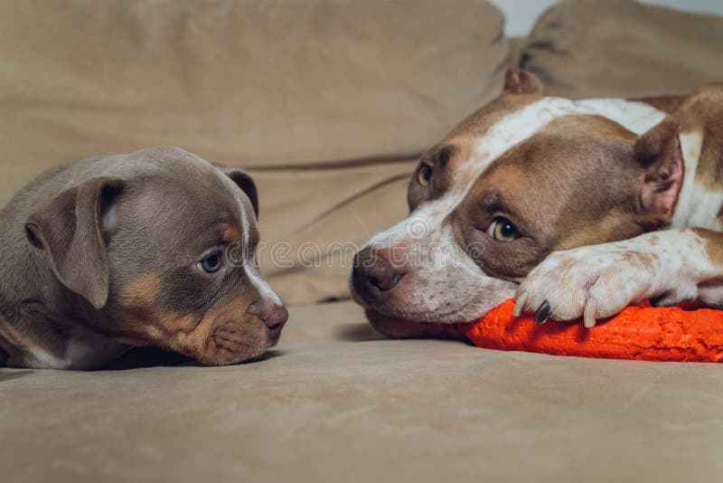 Two Cute Bully Puppie and Bully on Sofa at Home. Stock Photo - Image of ...
