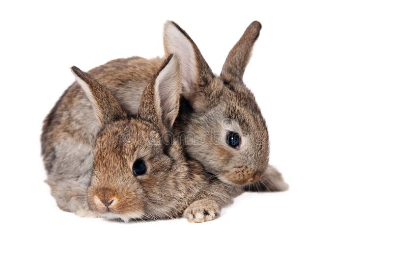 3 wild baby rabbits stock photo. Image of soft, siblings - 6442028