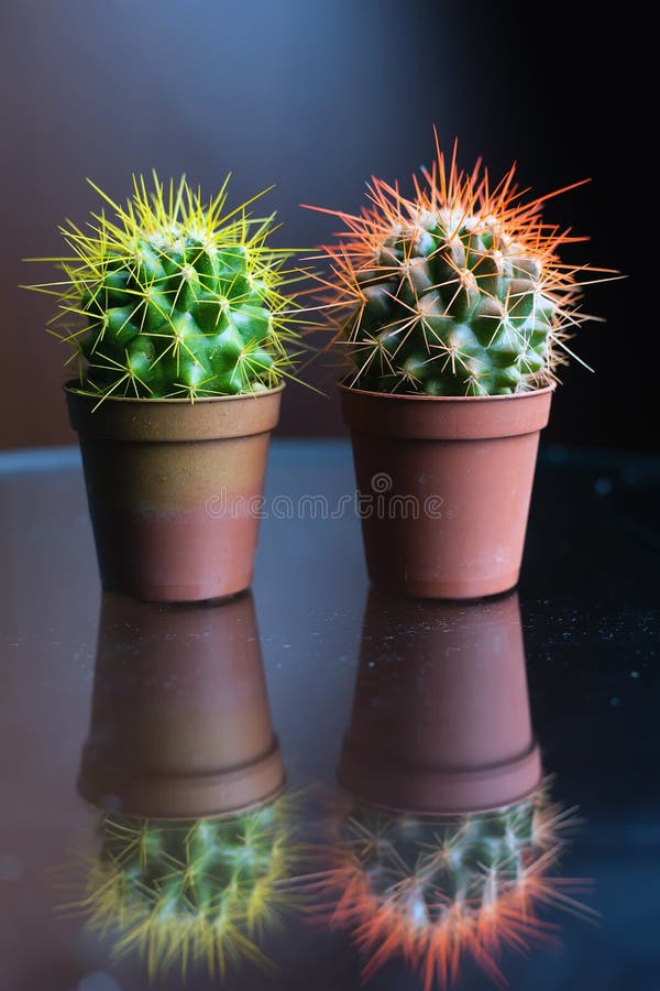 Cute cactus plants stock photo. Image of green, shape - 36836472