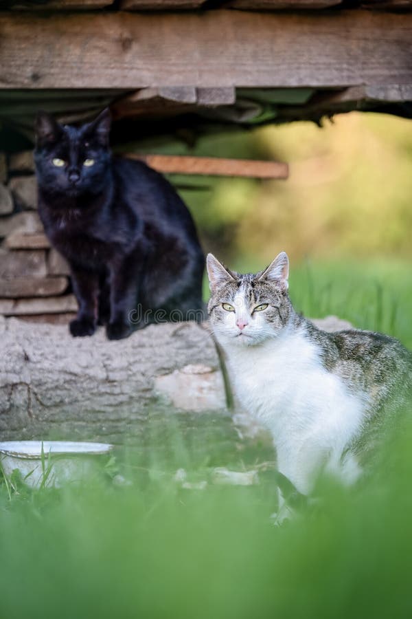 Two Cute Cate Cats Staring Curiosly Towards the Camera Stock Image ...