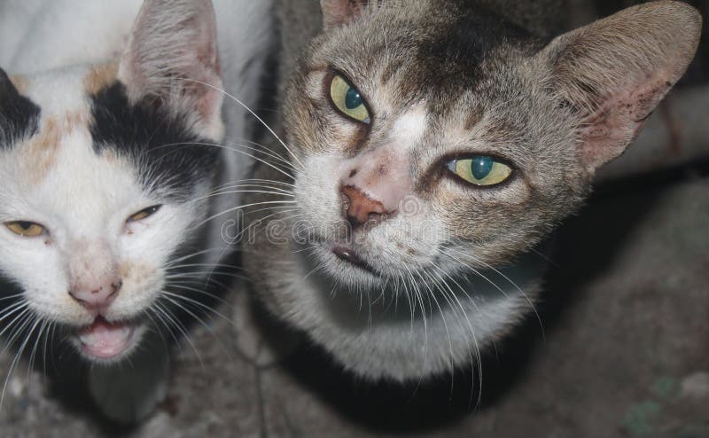 Two cute cats stock photo. Image of animal, mammal, snout - 270749954