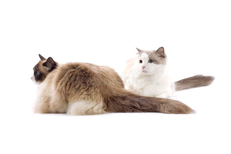 Two cute cats stock photo. Image of ginger, indoors, mammals - 6919036