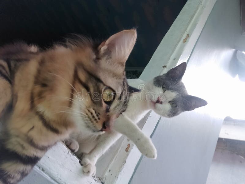 192 Cat Above Window Stock Photos - Free & Royalty-Free Stock Photos ...