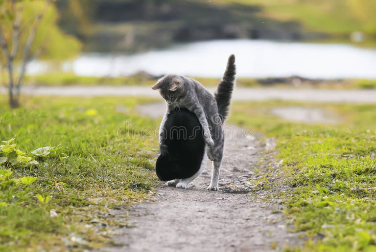 Two Cute Cats Having Fun Playing in the Yard on the Grass Stock Photo ...