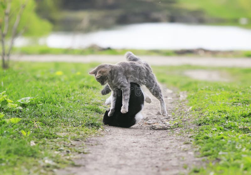 Two Cute Cats Having Fun Playing in the Yard on the Grass in the Stock ...