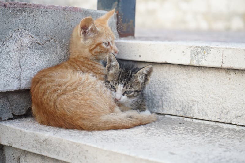Two Cute Cats Lying on Stairs. Stock Image - Image of lying, beautiful ...