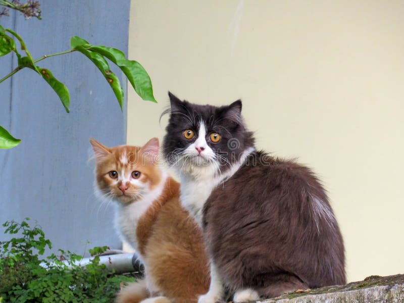 Two Cute Cats Sitting Close To Each Other. Stock Image - Image of ...