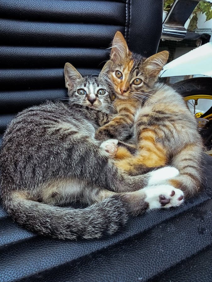 Sitting Pretty stock photo. Image of express, friendliness - 530244