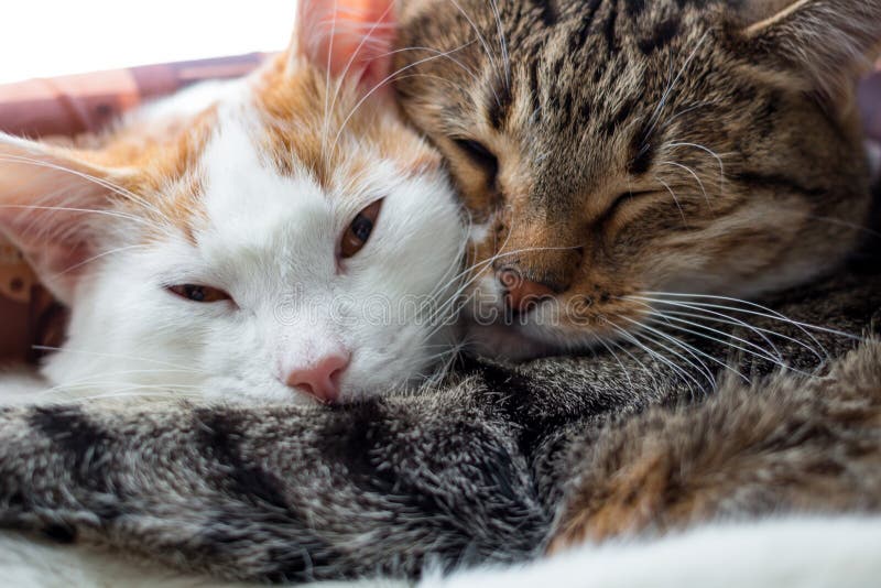 Two Cute Cats Sleep Hugging Stock Photo - Image of couple, adorable ...