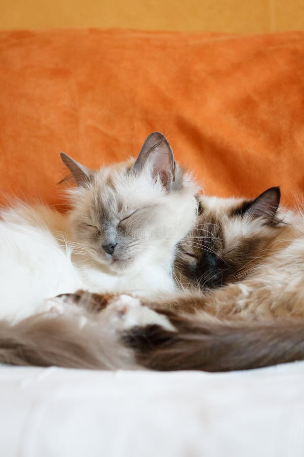 Two Cute Cats Sleeping Laying on Bed Close To Each Other Stock Photo ...