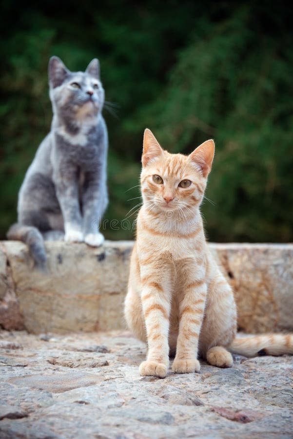 Two cute cats stock image. Image of healthy, black, animals - 6919057